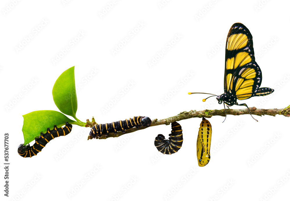 evolution metamorphosis caterpillar to butterfly on leaf isolated on ...