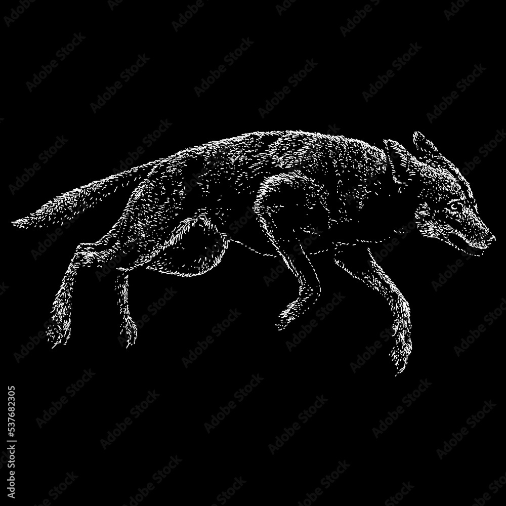 Red Wolf hand drawing. Vector illustration isolated on black background ...