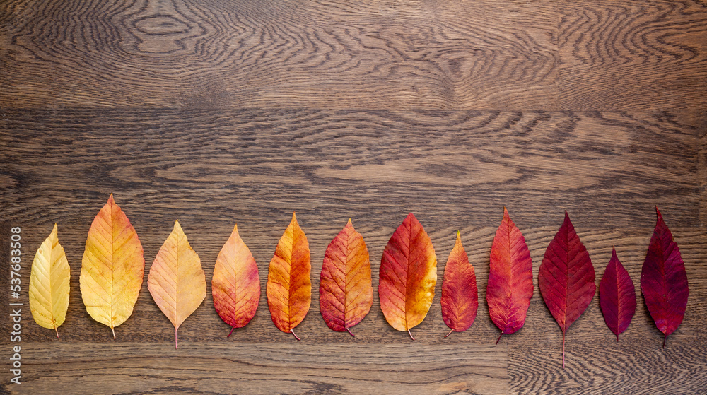 Autumn banner of leaves in a spectrum of fall colors; Bottom border of ...