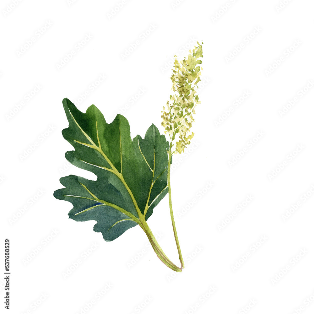 watercolor drawing plant of rhubarb, Rheum officinale, herb of ...