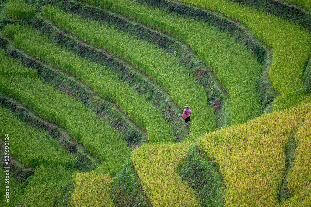 Foto de Beautiful rice terrace fields at Mu Cang Chai in northern ...