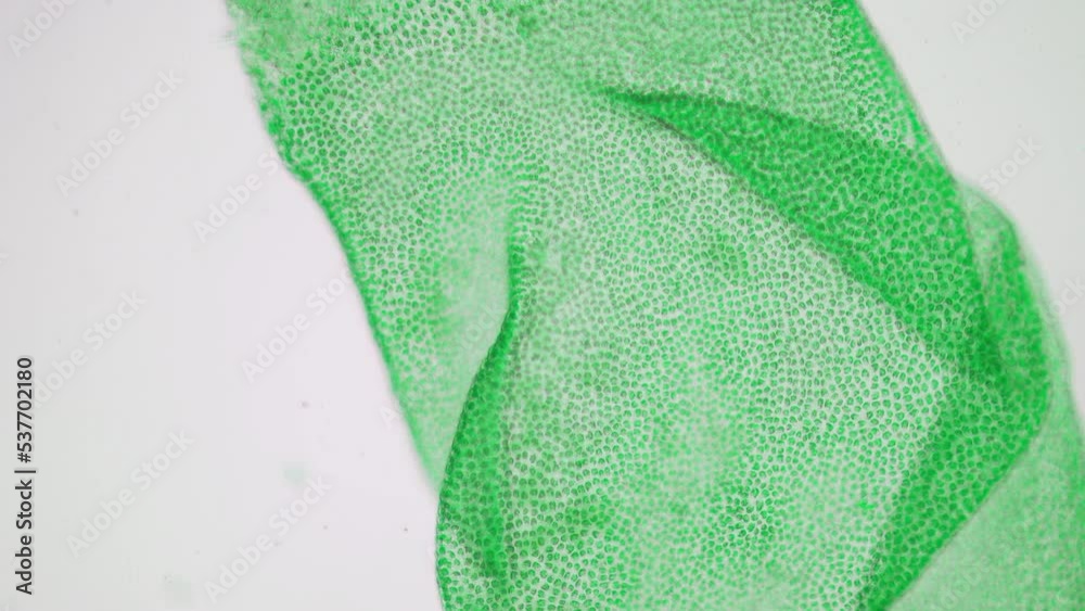 Biological research laboratory. genetic engineering. Creation of a new ...