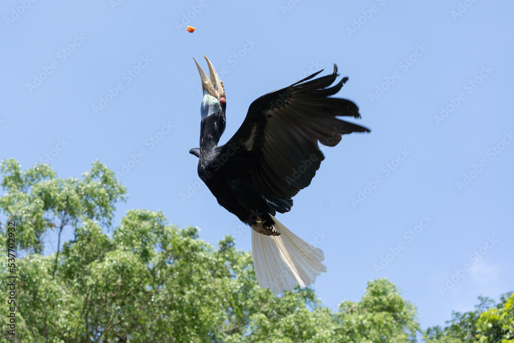 Golden Crimson Bird - Burung Julang Emas (Rhyticeros undulatus) flying ...