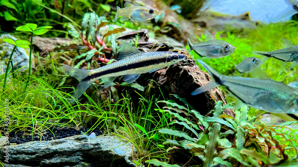 The Siamese Algae-eater (Crossocheilus oblongus) with Costae Tetra ...