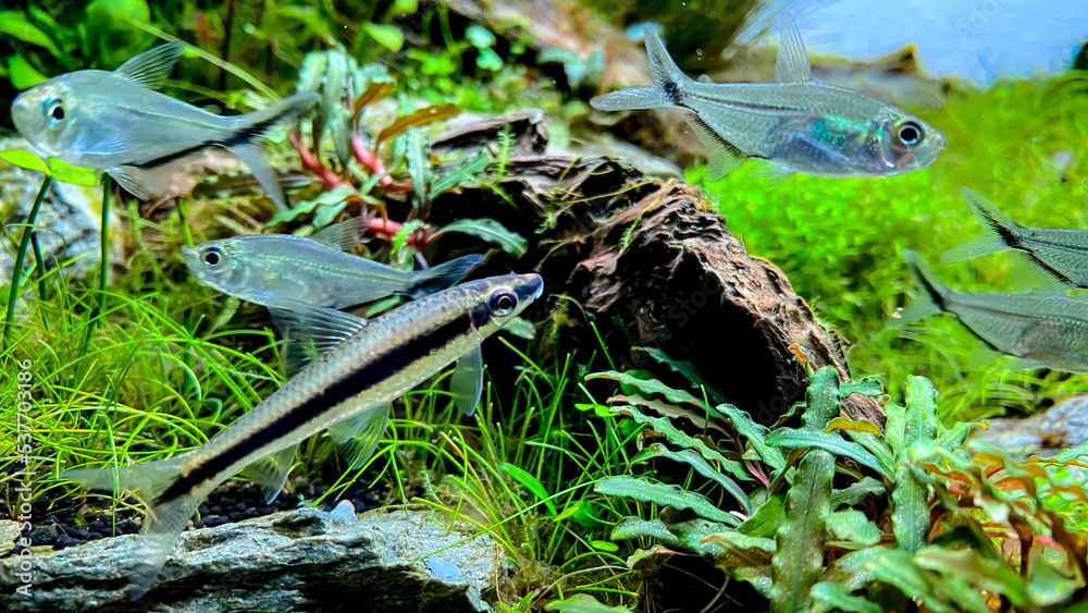 The Siamese Algae-eater (Crossocheilus oblongus) with Costae Tetra ...