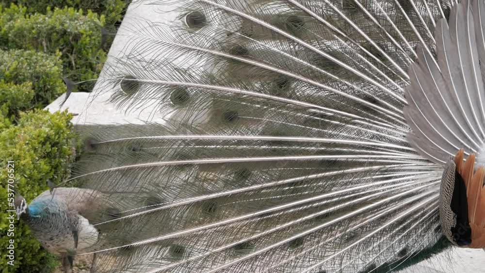 Courtship display of peacock seen to two female peahen seen from behind ...