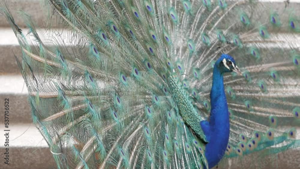 Close-up of peacock with fans tail open. Fowl is turning and shaking ...