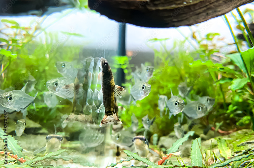 Aquarium fish Garra flavatra - Panda Garra on the glass in the green ...