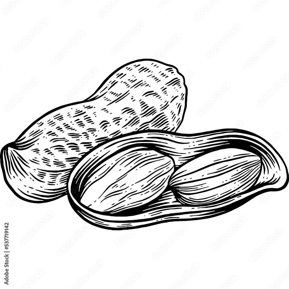 Hand drawn Peanuts Sketch Illustration Stock Vector | Adobe Stock