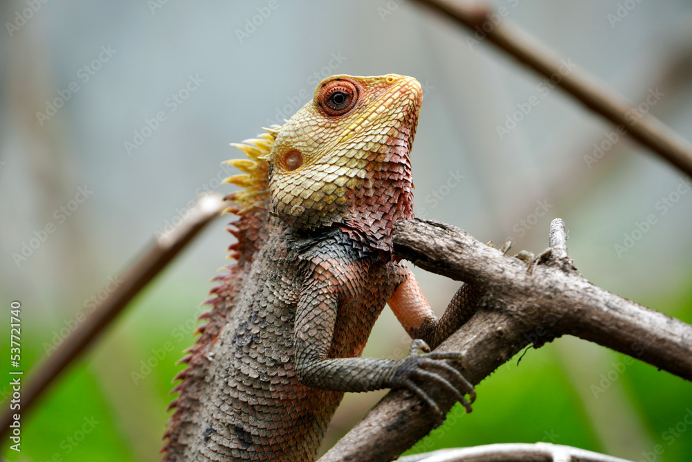 Colorful exotic lizard with sharp spikes in the back hunting. Oriental ...