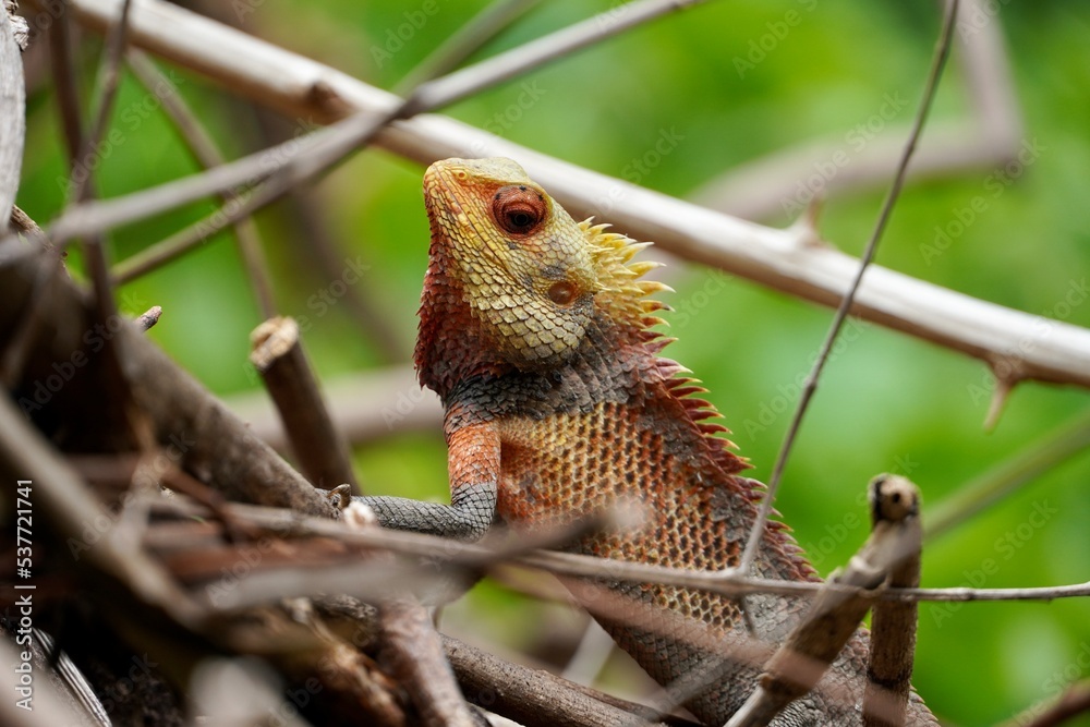 Foto de Colorful exotic lizard with sharp spikes in the back hunting ...