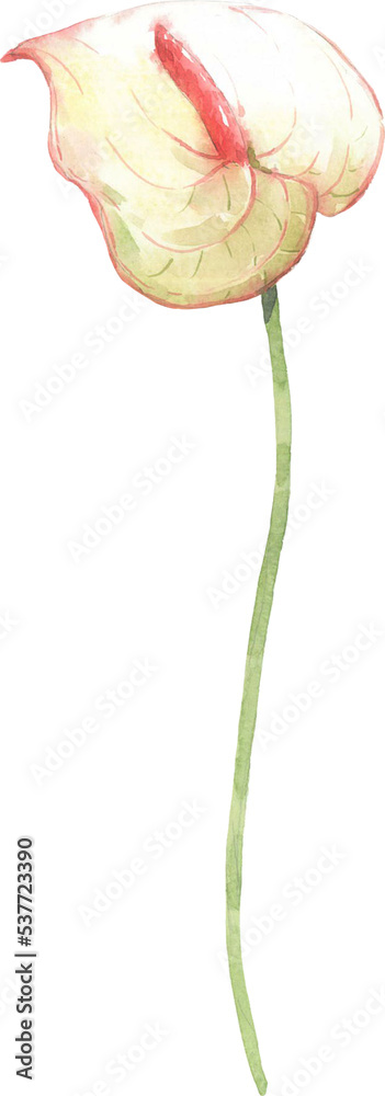 Beautiful floral stock clip art png illustration with hand drawn ...