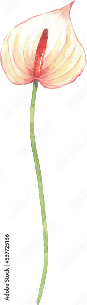 Beautiful floral stock clip art png illustration with hand drawn ...