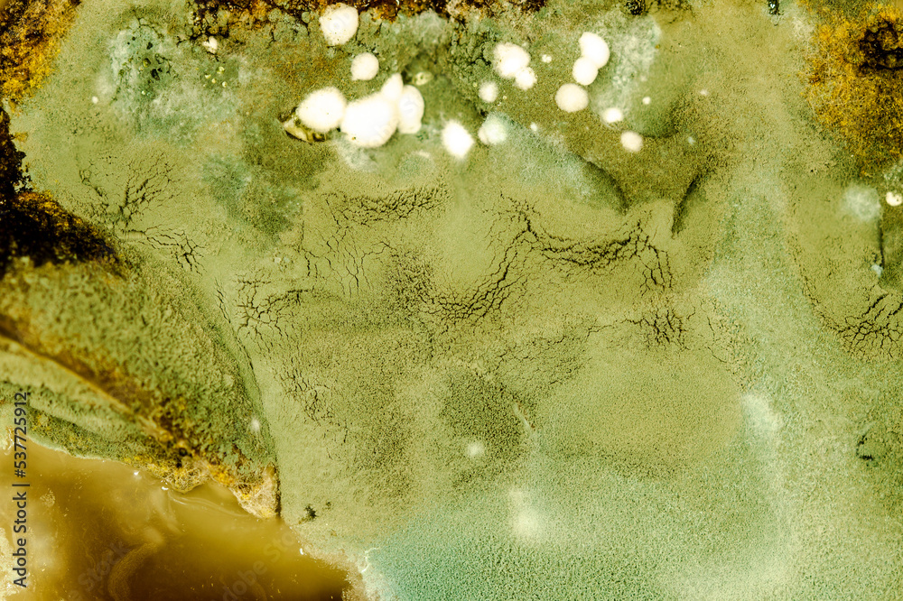 Mold. microbe colony. colonies grown on nutrient medium texture of mold ...