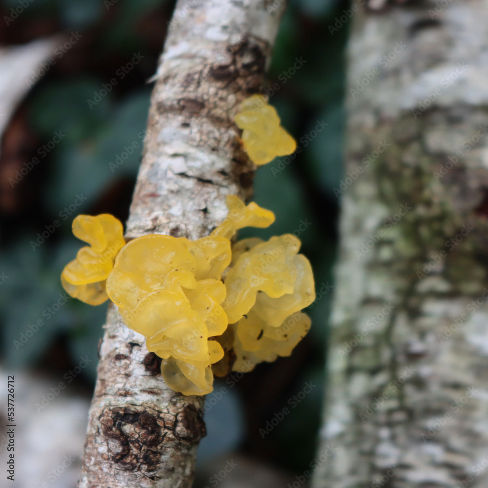 Close-up of yellow mushroom called Tremella mesenterica on a dead white ...