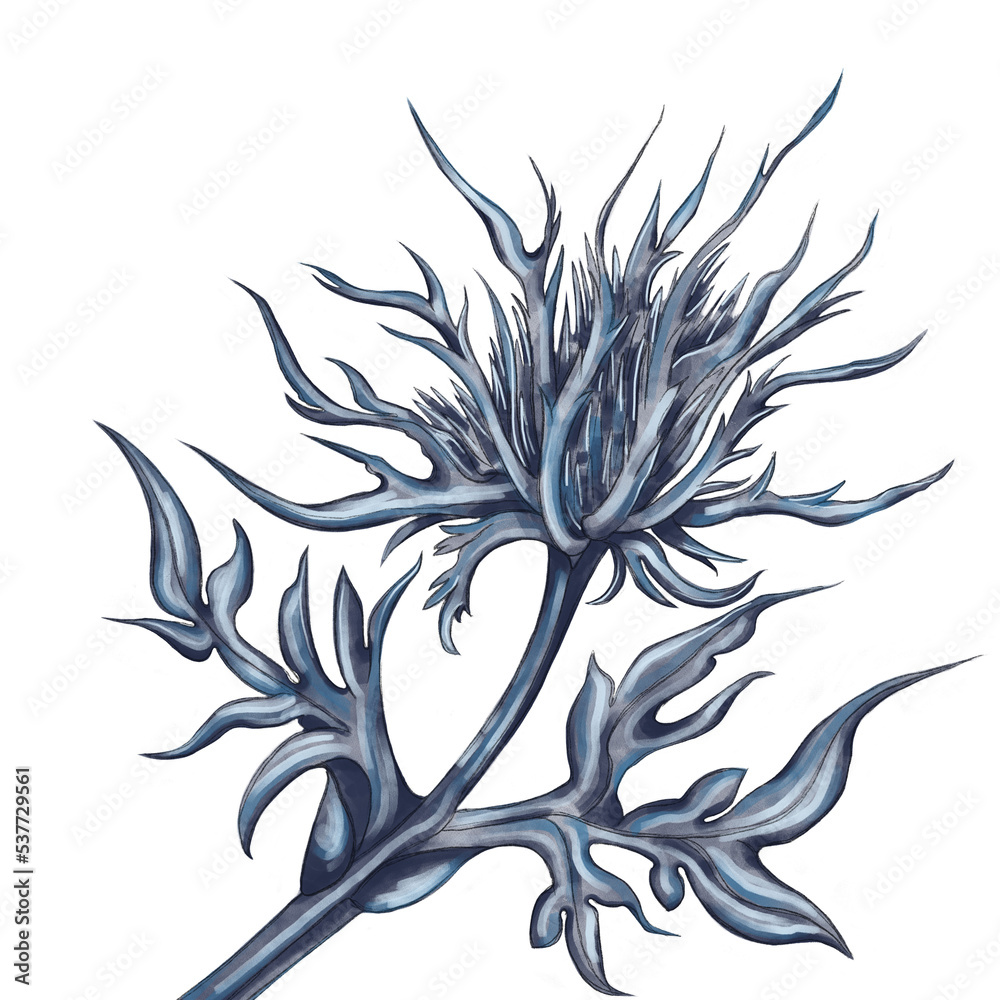Botanical illustration of eryngium in color. Realistic illustration of ...