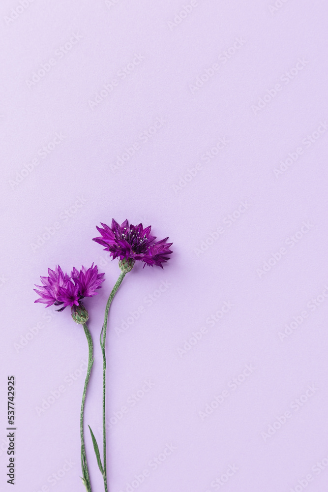 Minimal layout made purple and violet flowers on violet background ...
