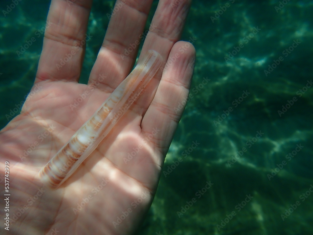 Seashell of bivalve mollusc minor jackknife clam (Ensis minor) on the ...