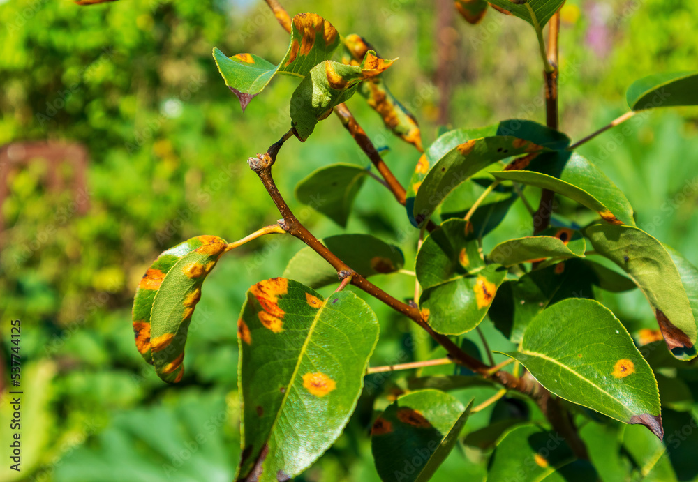 Pear Leaves With Pear Rust Infestation Disease Of Fruit Trees Rust Spots On The Leaves The