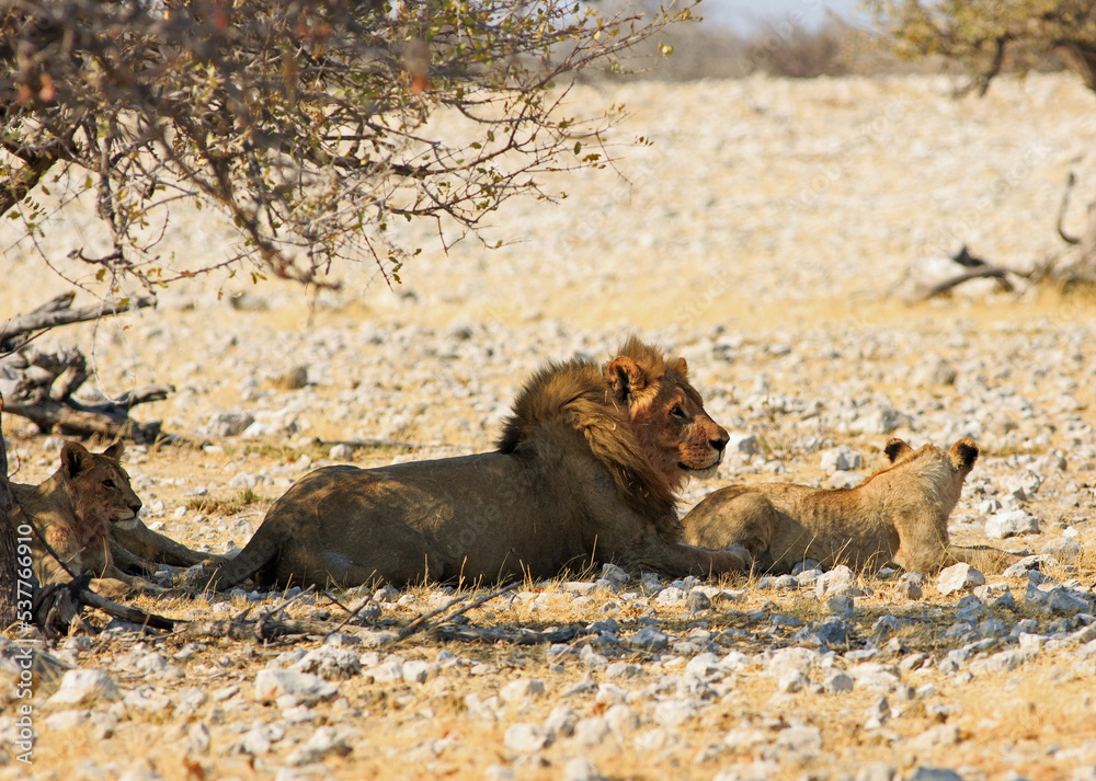 Family pride of Lions, with a golden maned male, a lioness and an ...