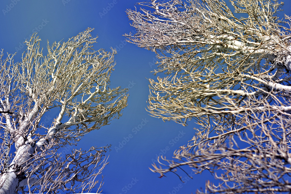 de invierno, árbol, nieve, cielo, blanco, azul, escarcha, naturaleza ...