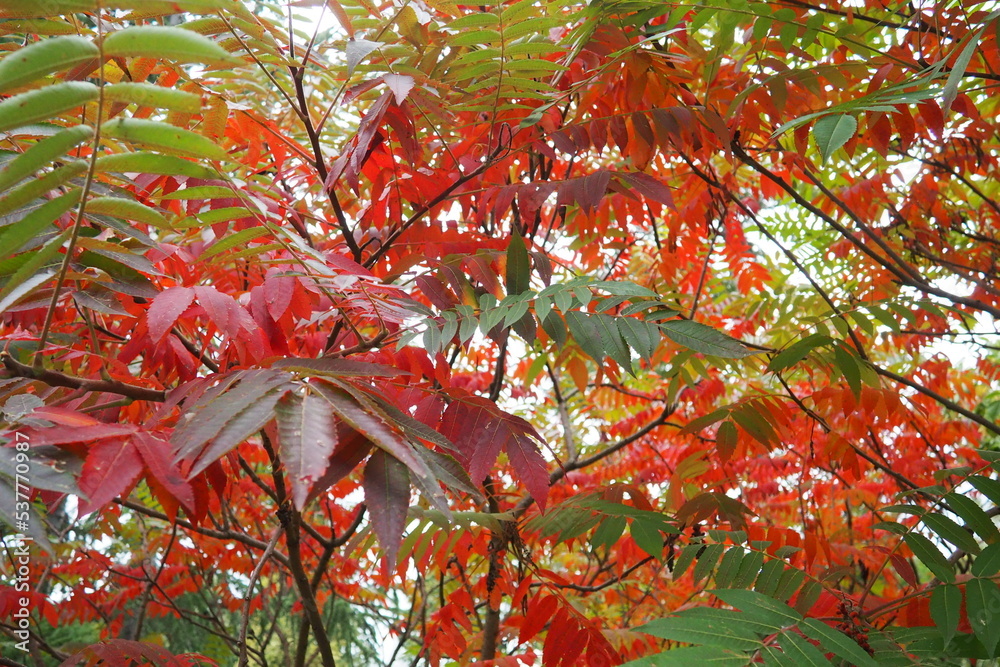 Sumac Rhus is a genus of plants that unites about 250 species of shrubs ...