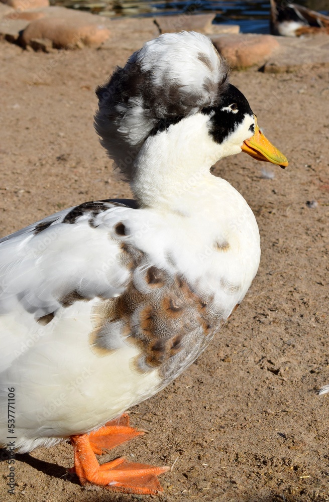 The Crested is a breed of domestic duck.It has its appearance because ...