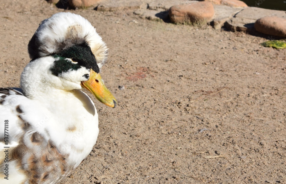 The Crested is a breed of domestic duck.It has its appearance because ...