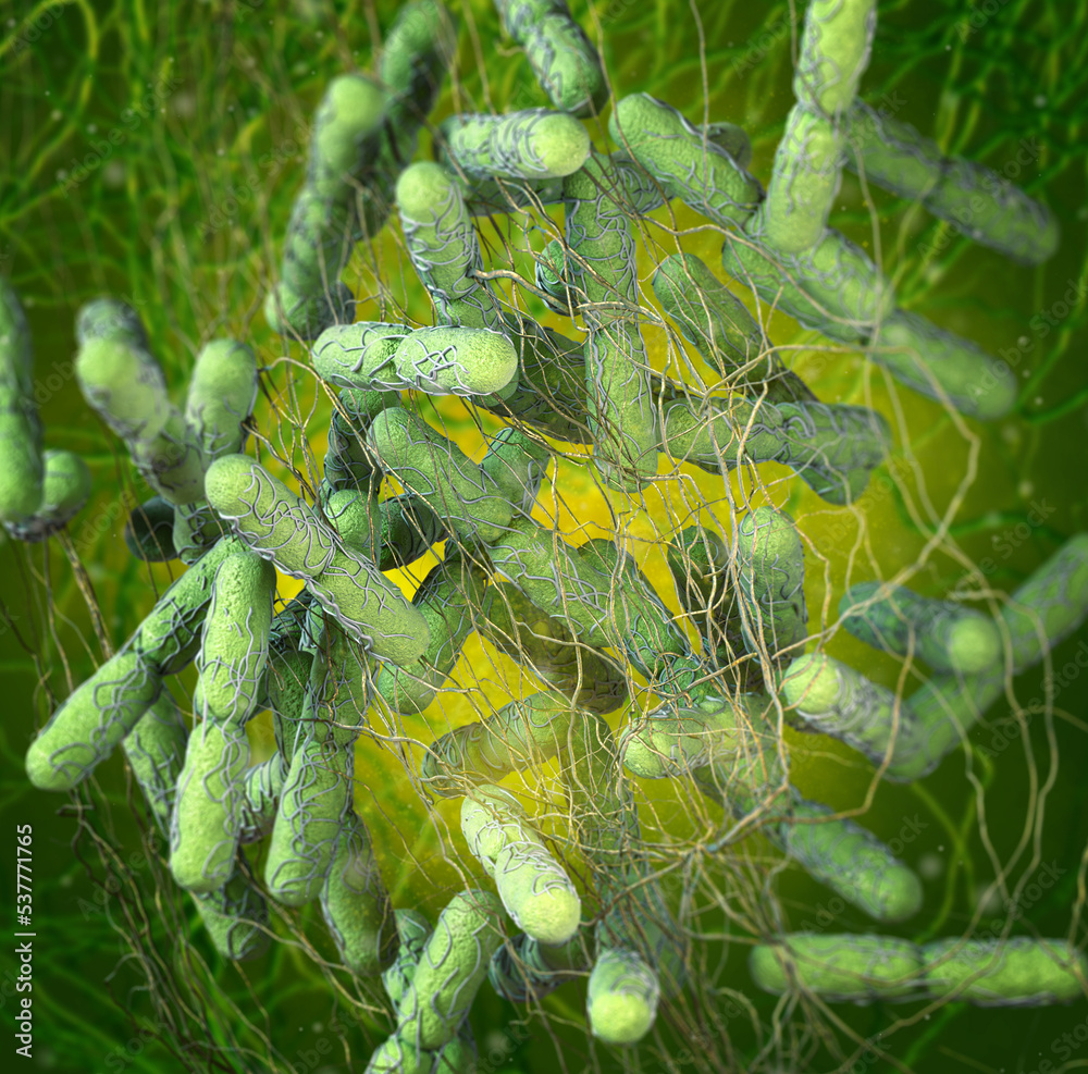 Medical background, Escherichia coli, gram-negative rod-shaped bacteria ...