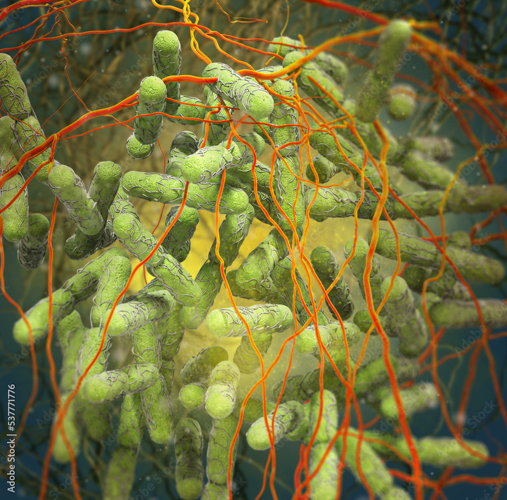 Medical background, Escherichia coli, gram-negative rod-shaped bacteria ...