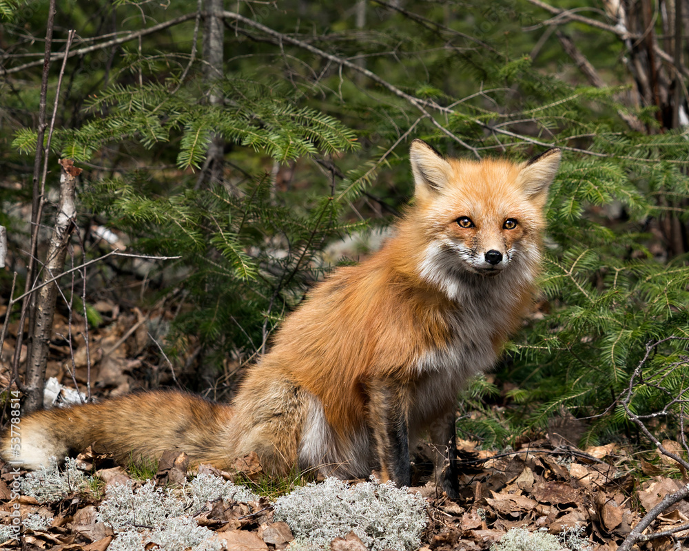 Red Fox Photo. Fox Image. Close-up profile view sitting on white moss ...