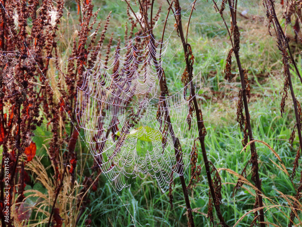 A spider web, spiderweb, spider's web, or cobweb is a structure created ...