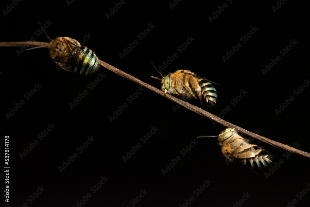 three blue banded bees Amegilla cingulata sleeping together on a small ...