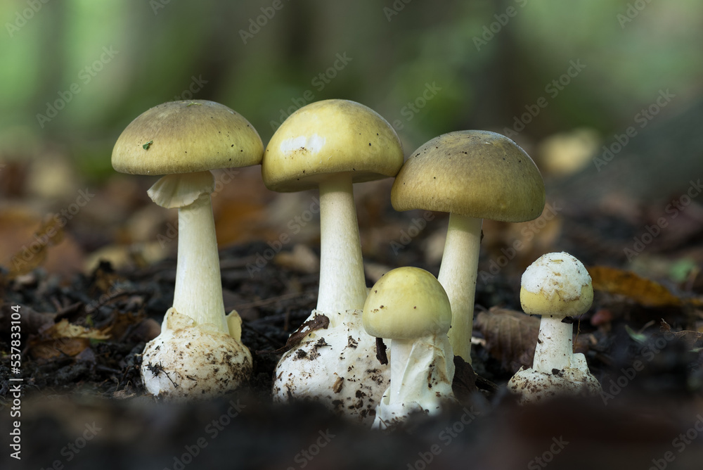 The death cap (Amanita phalloides) is a deadly poisonous mushroom that ...