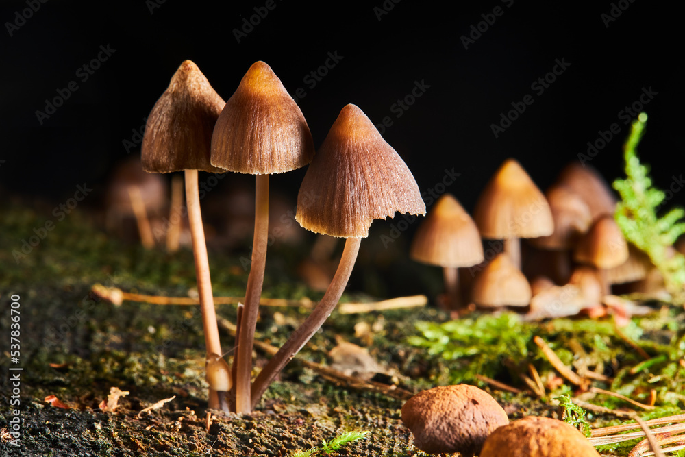 Psilocybe semilanceata mushrooms growing on a trunk in the forest ...