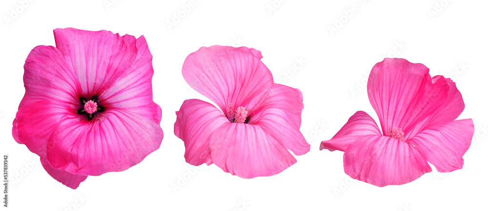 Pink flower heads isolated on transparent background, PNG. Stock Photo ...