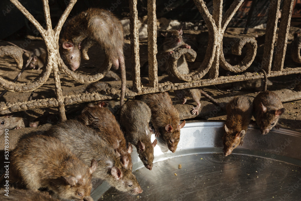 Group of busy rats eating together, Karni Mata Temple, Rajasthan, India ...