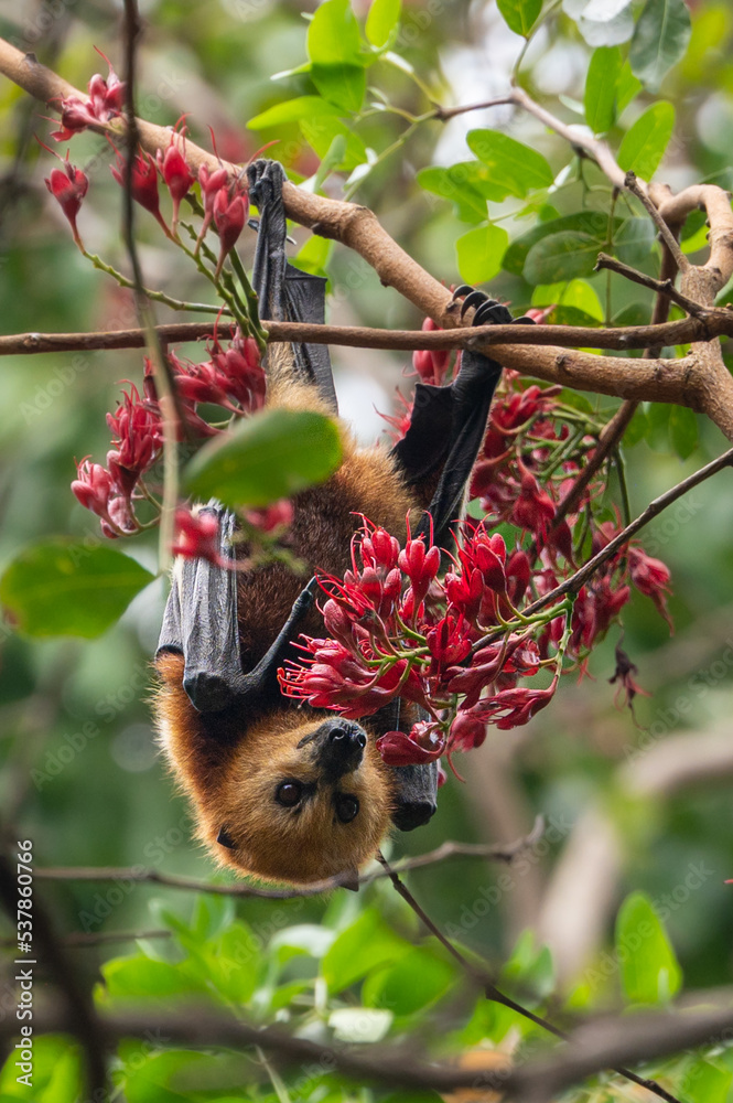Mauritian fruit bat or flying fox, pteropus niger Stock Photo | Adobe Stock