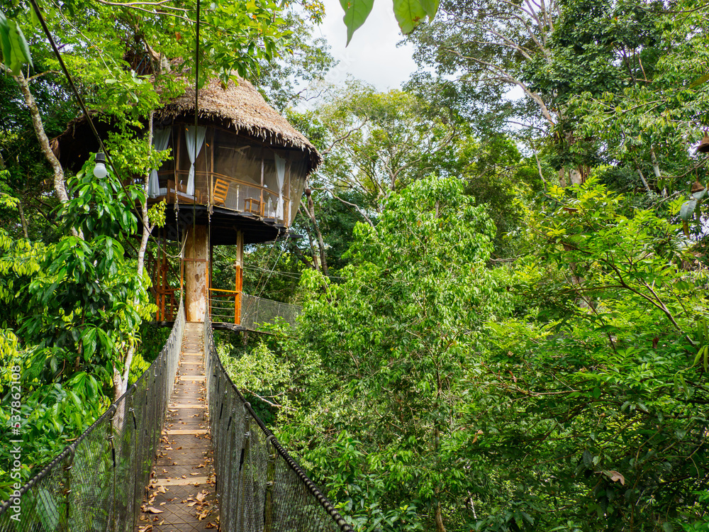 Glamping accommodation in the Amazon rainforest. Wooden treehouse ...