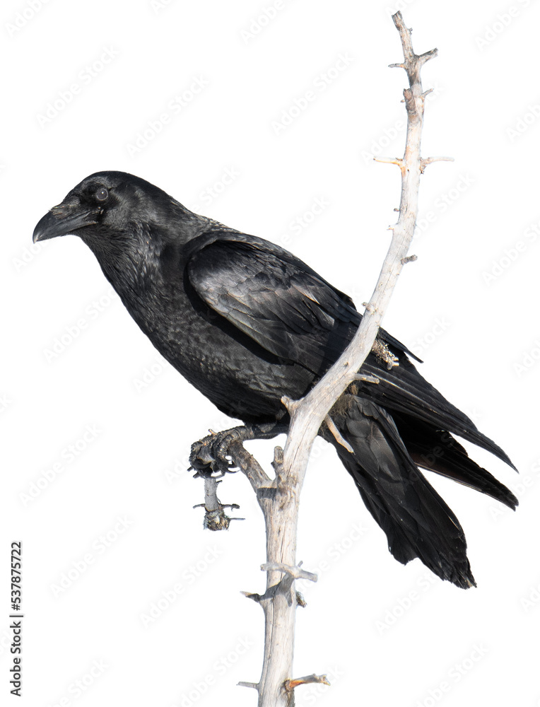 Beautiful raven (Corvus corax) sitting on a dry tree branch Stock Photo ...