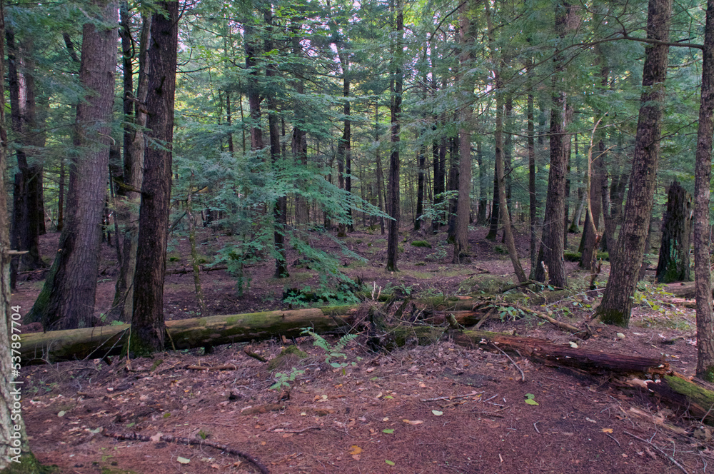 Beautiful nature image of boreal forest wilderness showing various ...