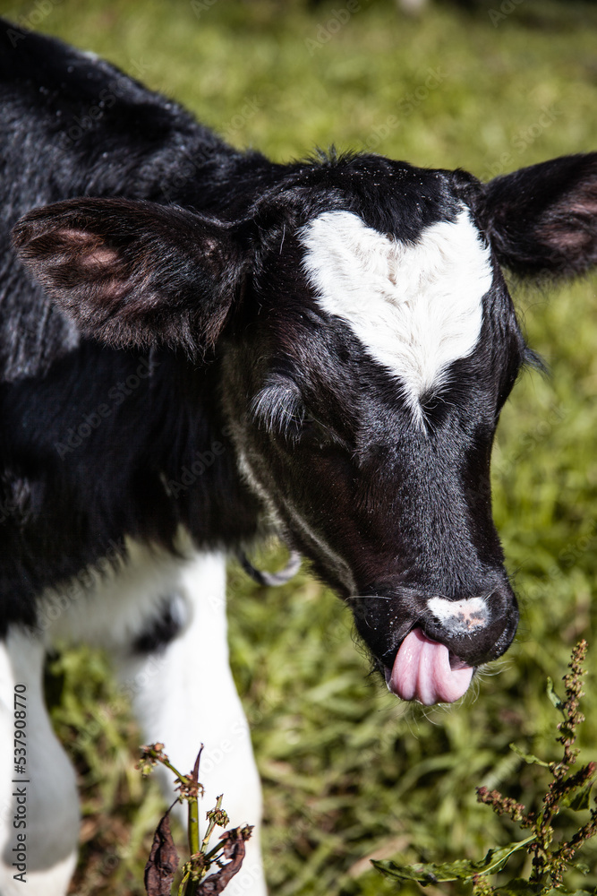 Joven vaca negra con mancha blanca de corazón en la frente Stock Photo ...