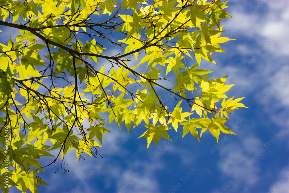 Maple tree branch green foliage against blue sky at sunny day. Natural backdrop of deciduous ...