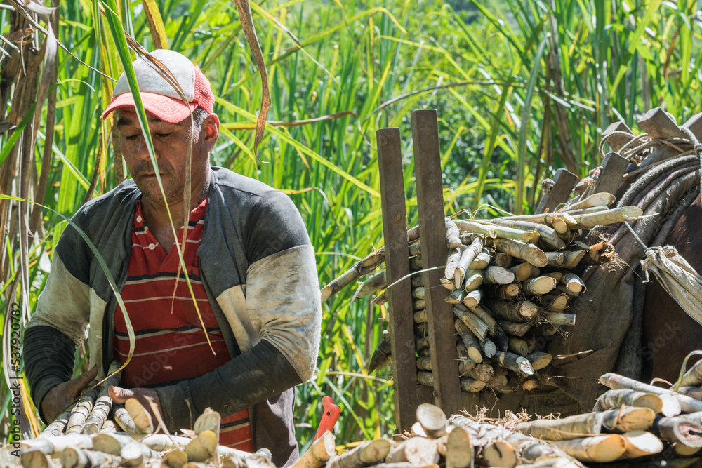 colombian farmer holding the cut cane with his hands to load his mule ...