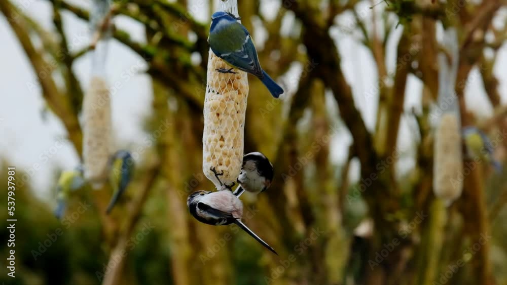 Bird food.Nets with nuts for birds. birds are sitting on the feeder and ...
