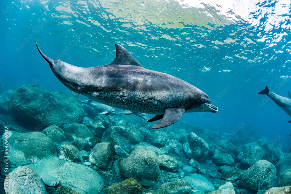 Indian Ocean Bottlenose Dolphin Stock Photo | Adobe Stock