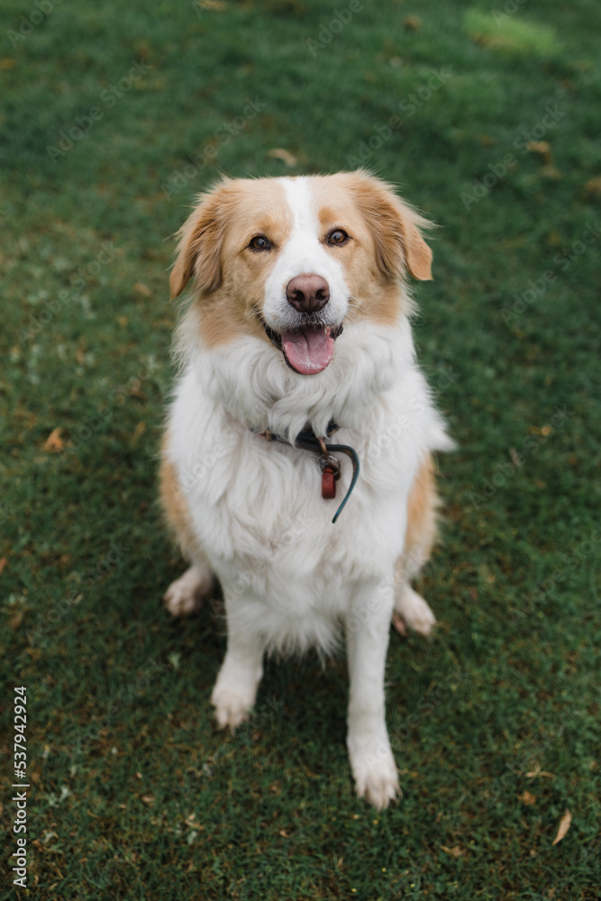 Red and white border collie Stock Photo | Adobe Stock