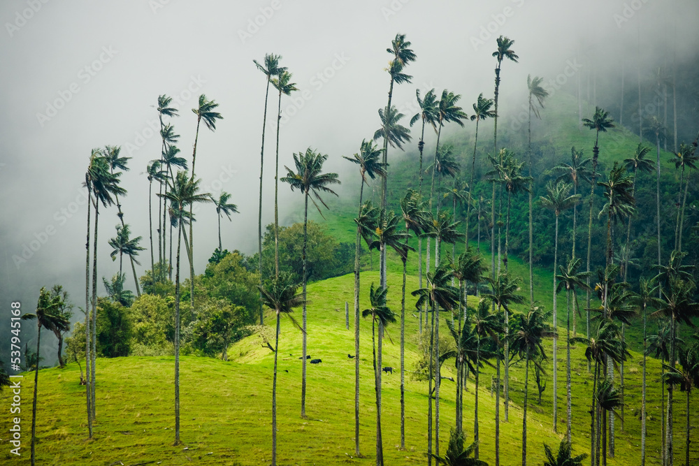 Palm Trees of Cocora Valley during storm rain season in tropical forest ...