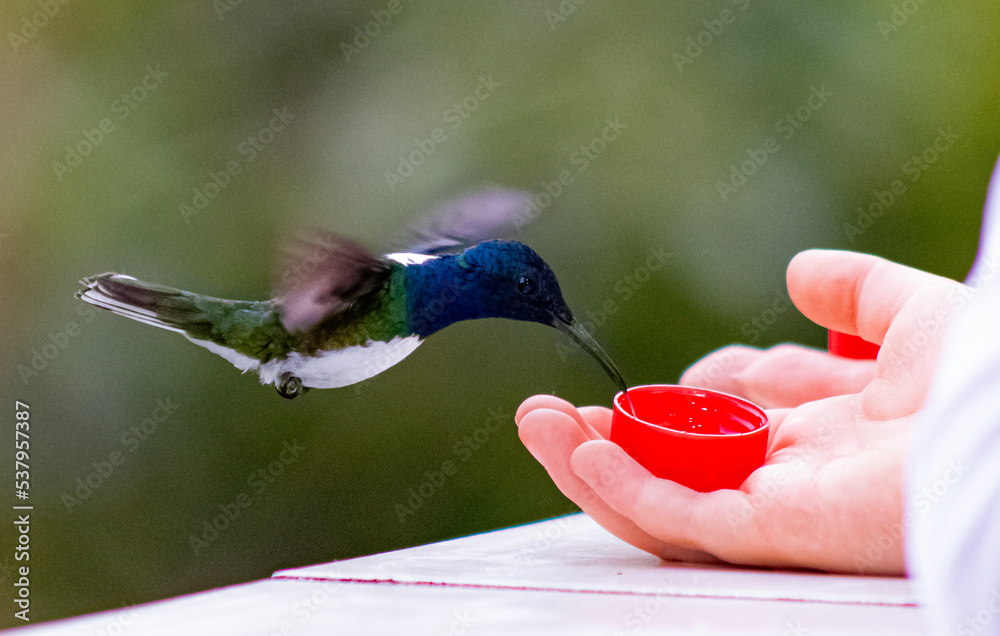 Colibríes de diversas especies pertenecientes al Chocó Andino de Mindo ...