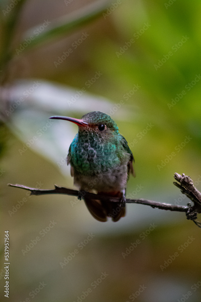 Colibríes de diversas especies pertenecientes al Chocó Andino de Mindo ...